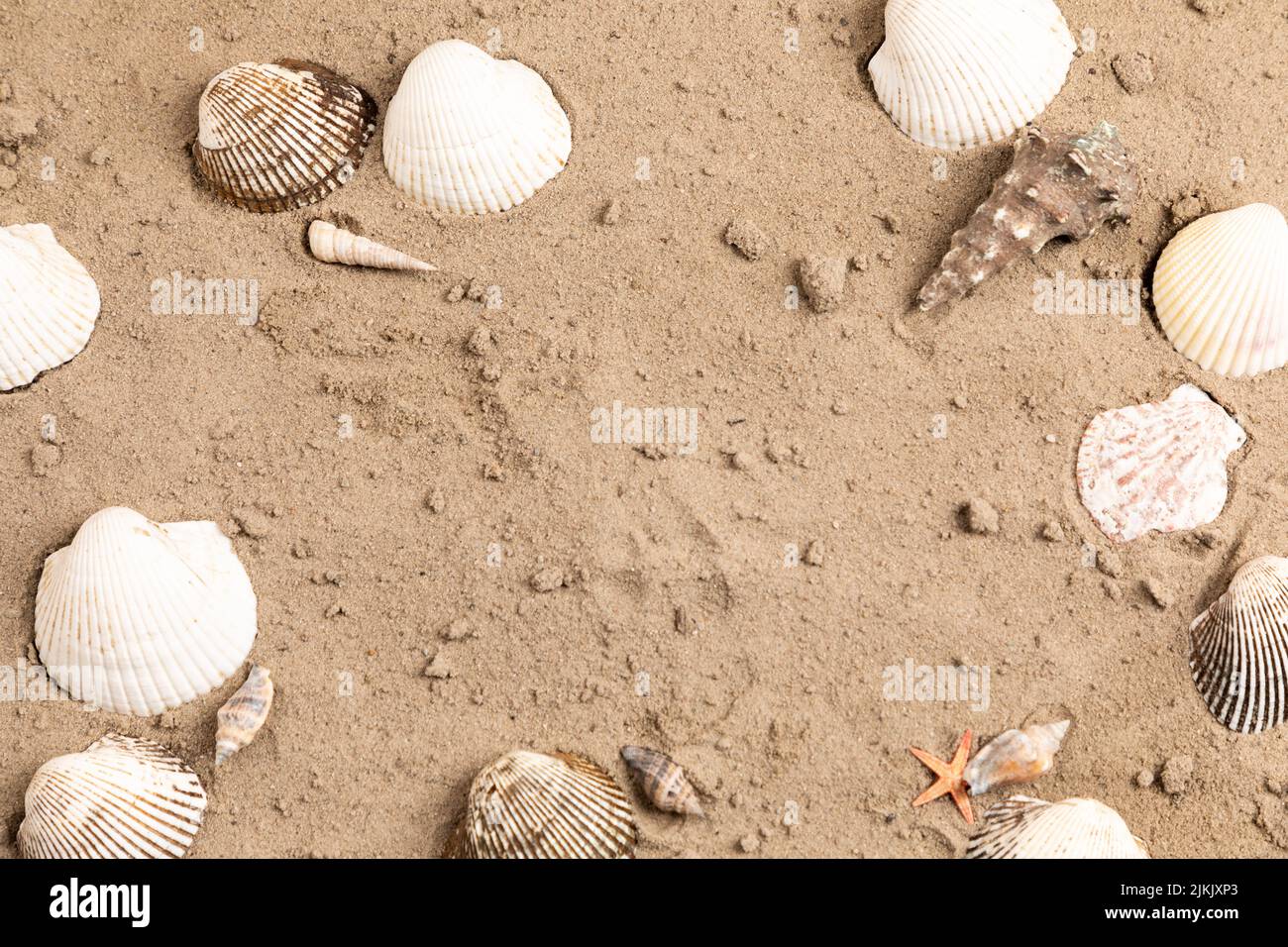 shellfish in sand Stock Photo - Alamy