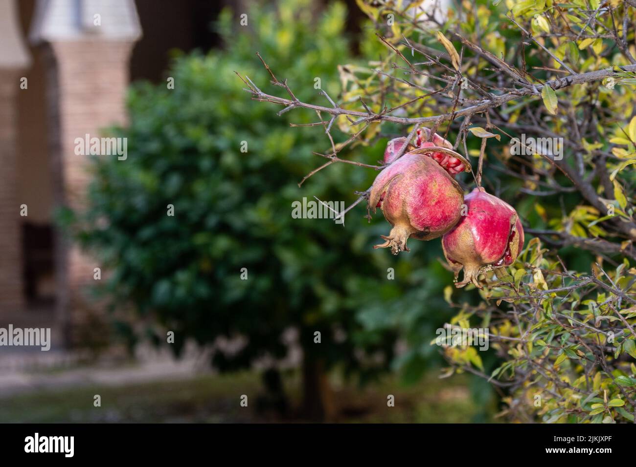 Branches of small ripe pomegranate Stock Photo - Alamy