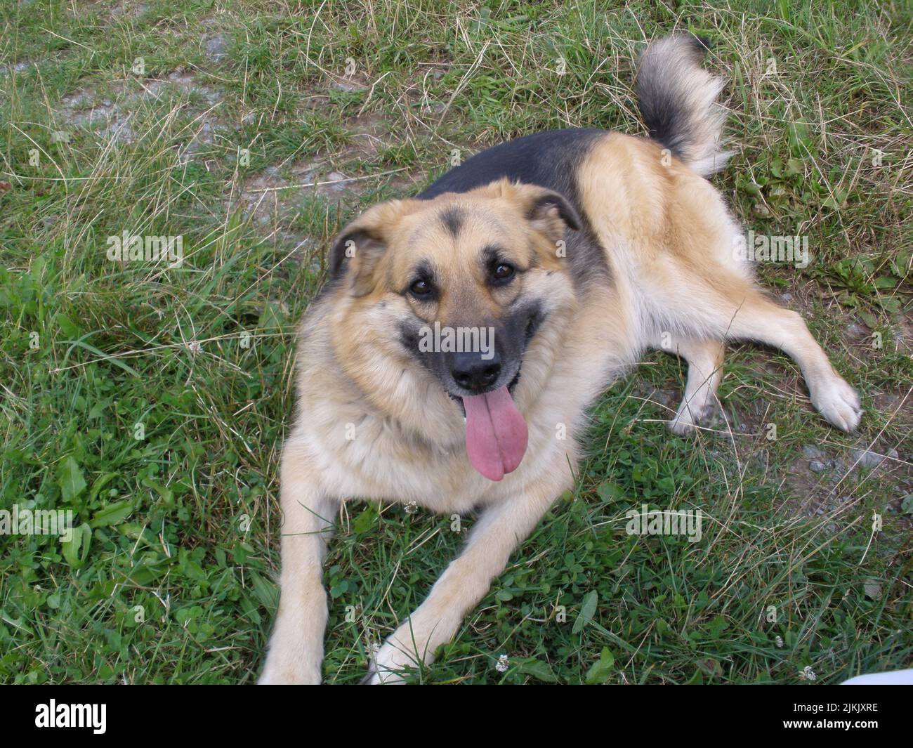 Wildlife german shepherd hi-res stock photography and images - Alamy