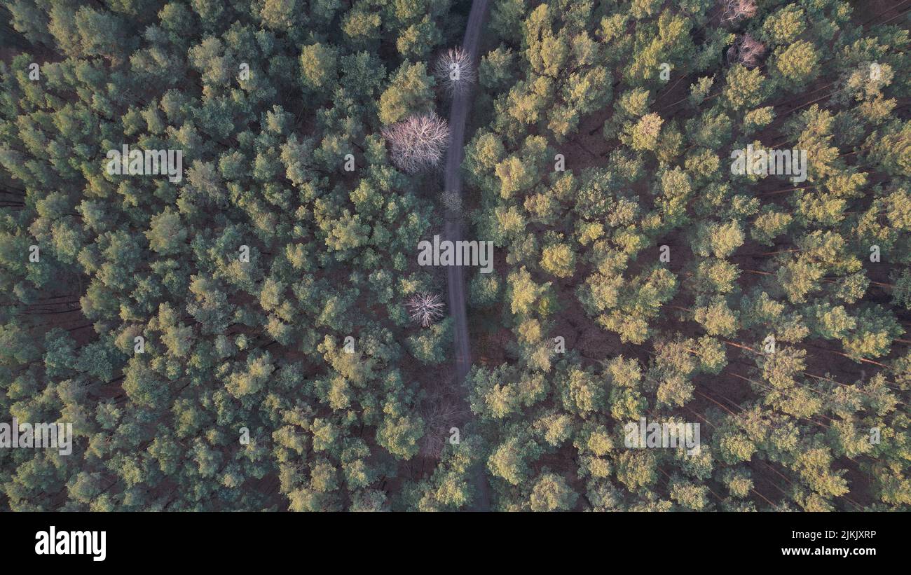 Path through thick forest in hi-res stock photography and images - Alamy