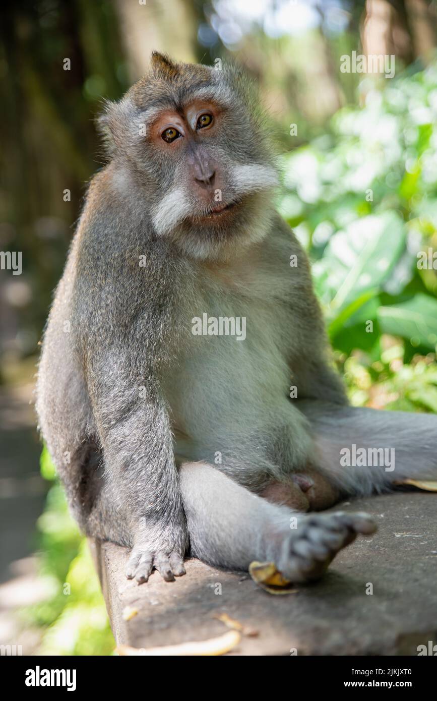 Really looking animal hi-res stock photography and images - Alamy
