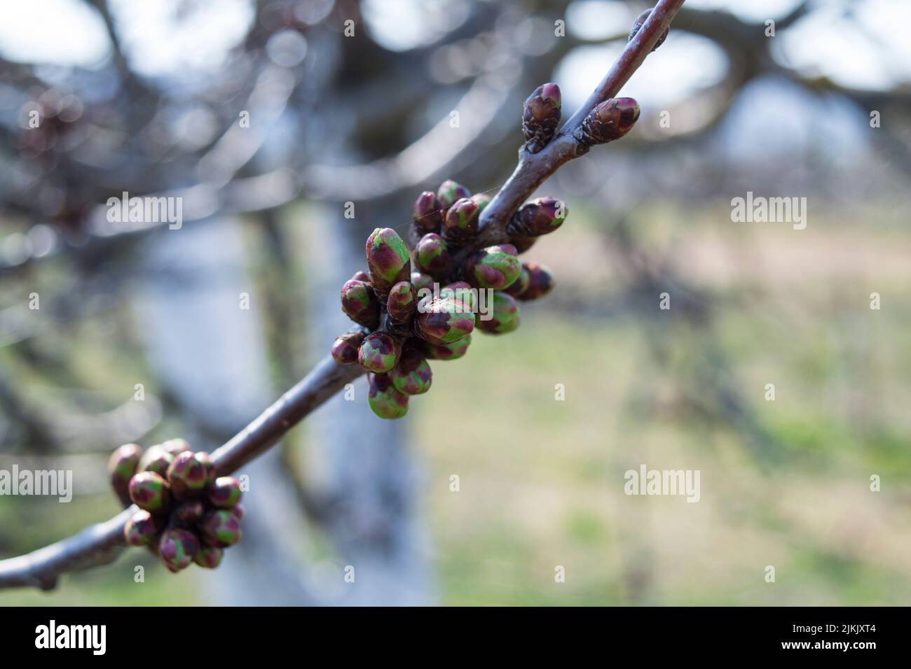 A shallow focus of cherry buds (Prunus Avium) in early spring Stock ...