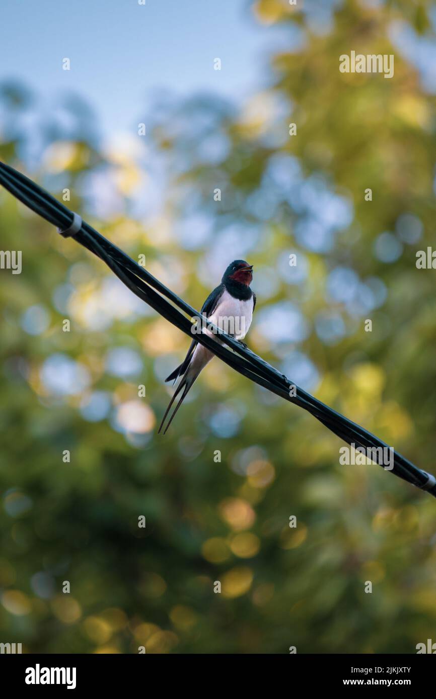 A closeup of an adorable common swallow bird sitting on the wire on a ...