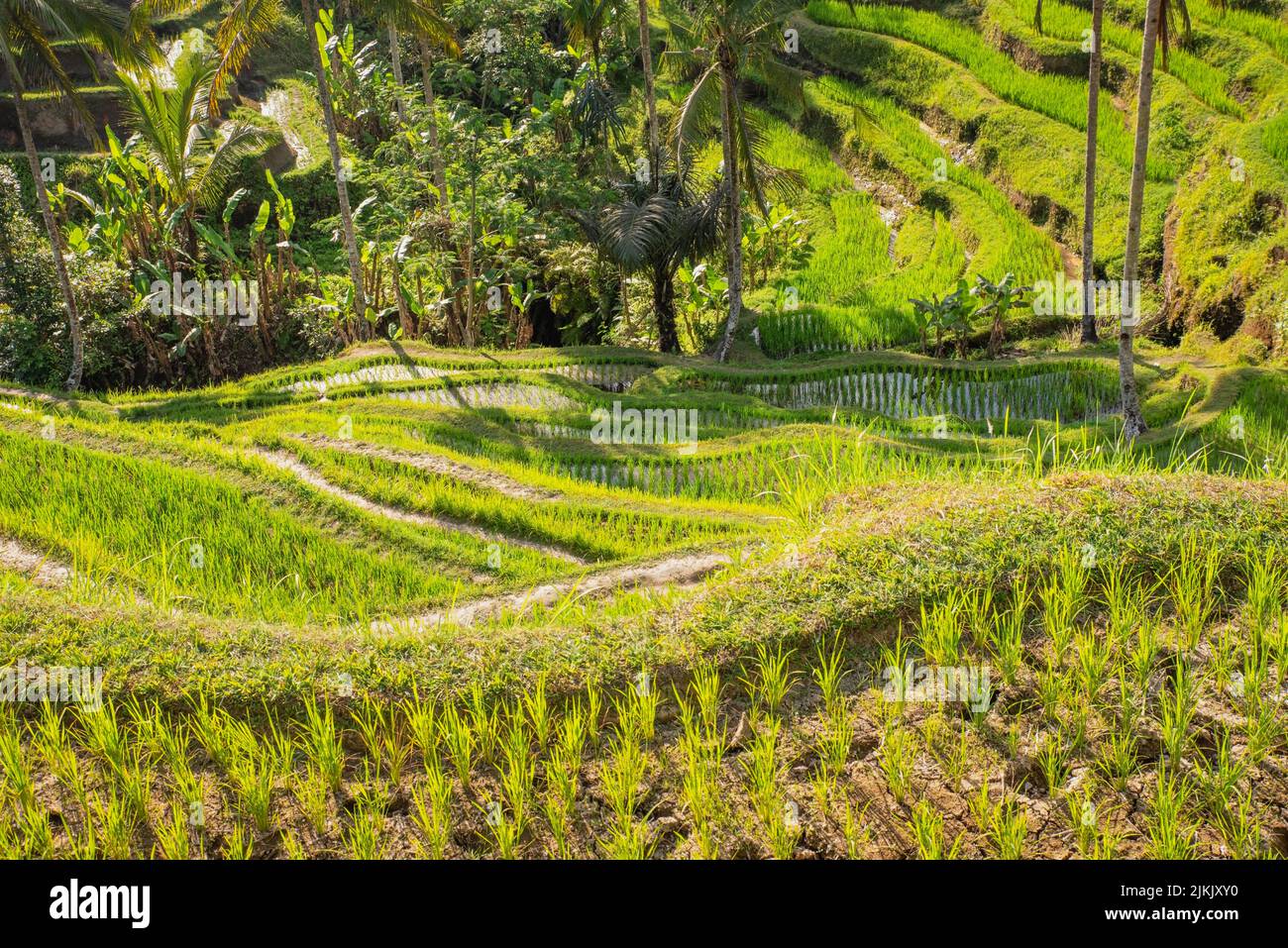 A beautiful view of Tegalalang rice terraces in Bali Stock Photo - Alamy