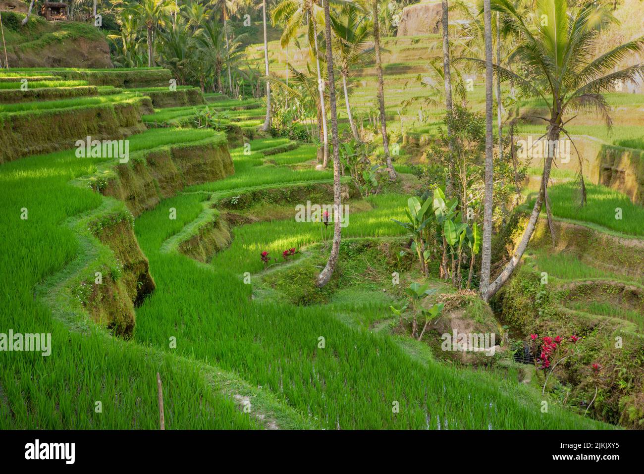 Rice field in tegalalang hi-res stock photography and images - Alamy