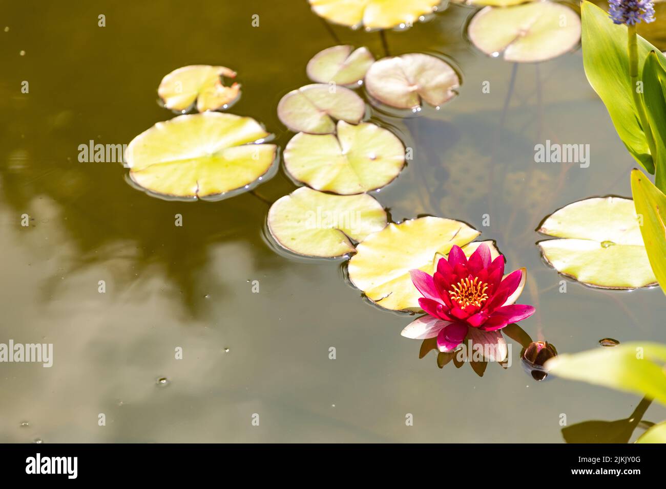 Beautiful pond flower hi-res stock photography and images - Alamy