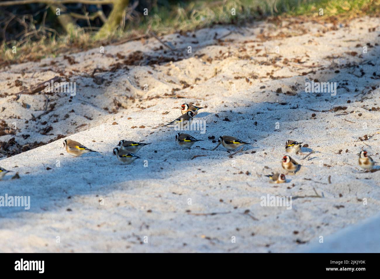 Goldfinches food hi-res stock photography and images - Alamy