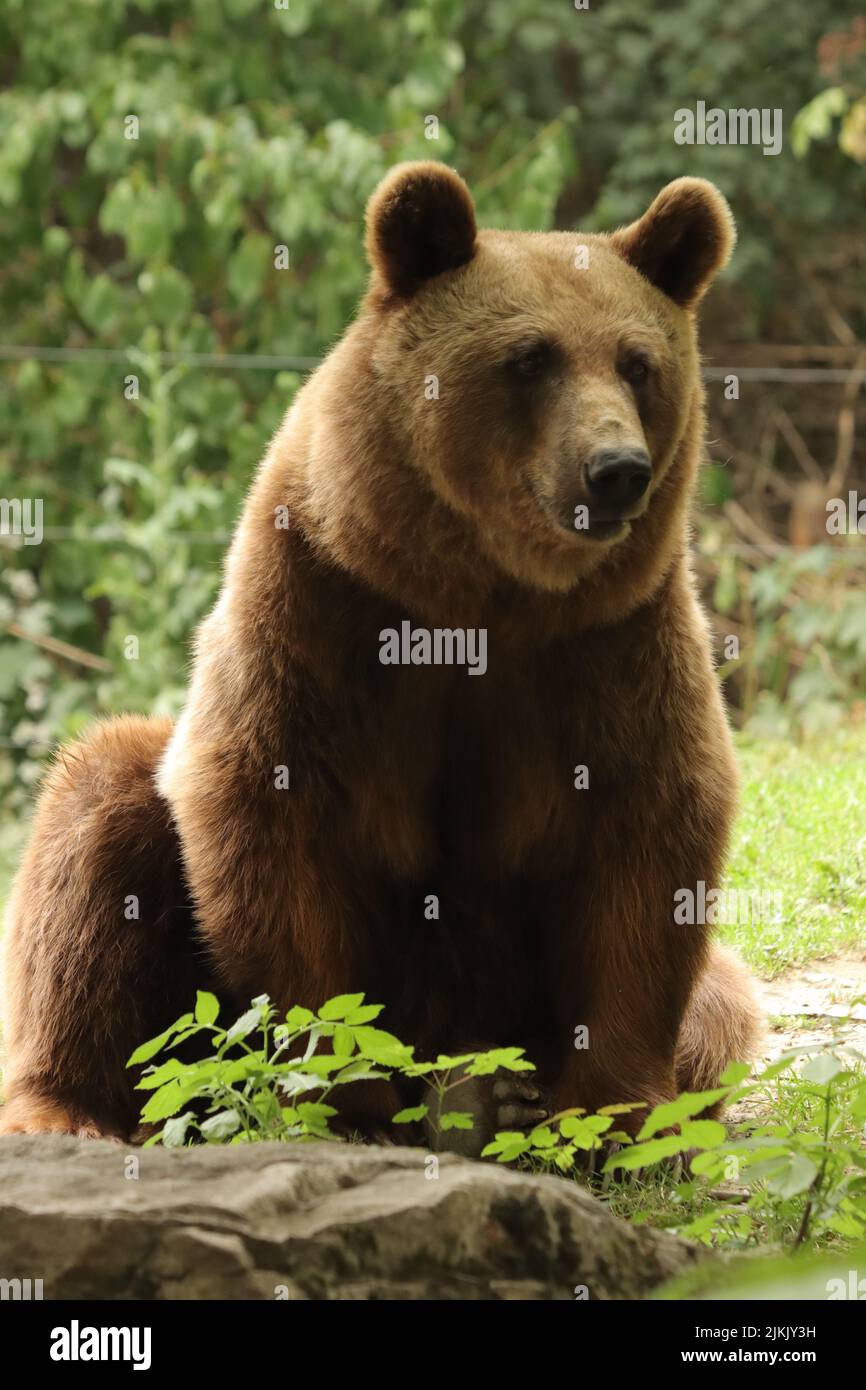a vertical shot of grizzly bear Stock Photo - Alamy