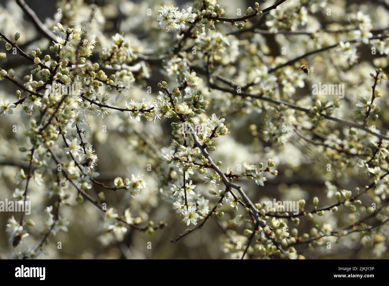 White flowers on a tree hi-res stock photography and images - Alamy