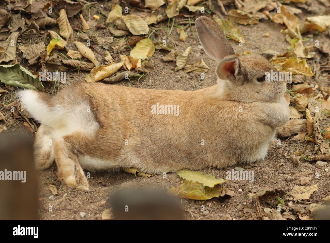 A closeup of a fluffy brown rabbit lying on the ground covered with ...