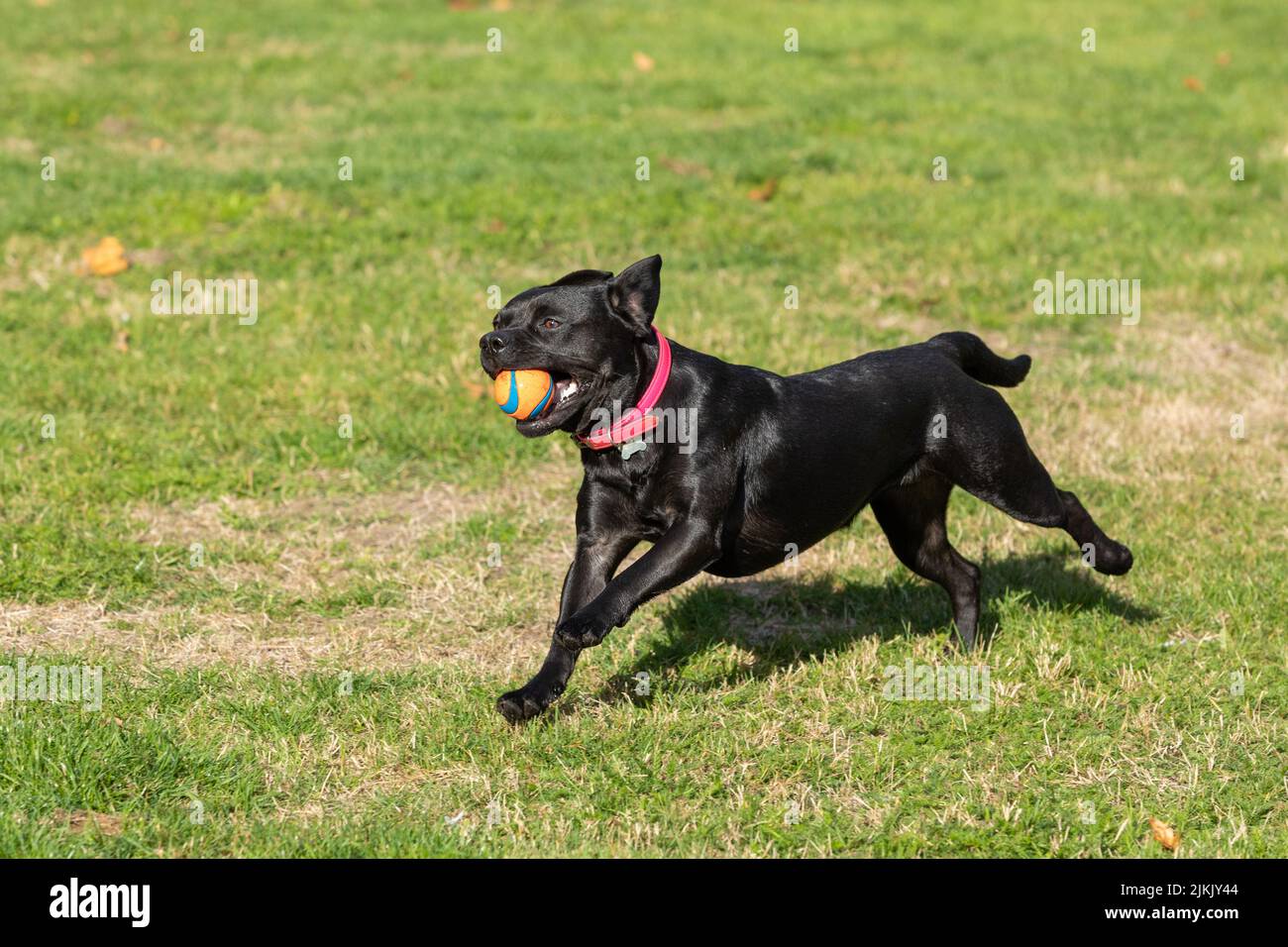 Walking black french bulldog hi-res stock photography and images - Alamy