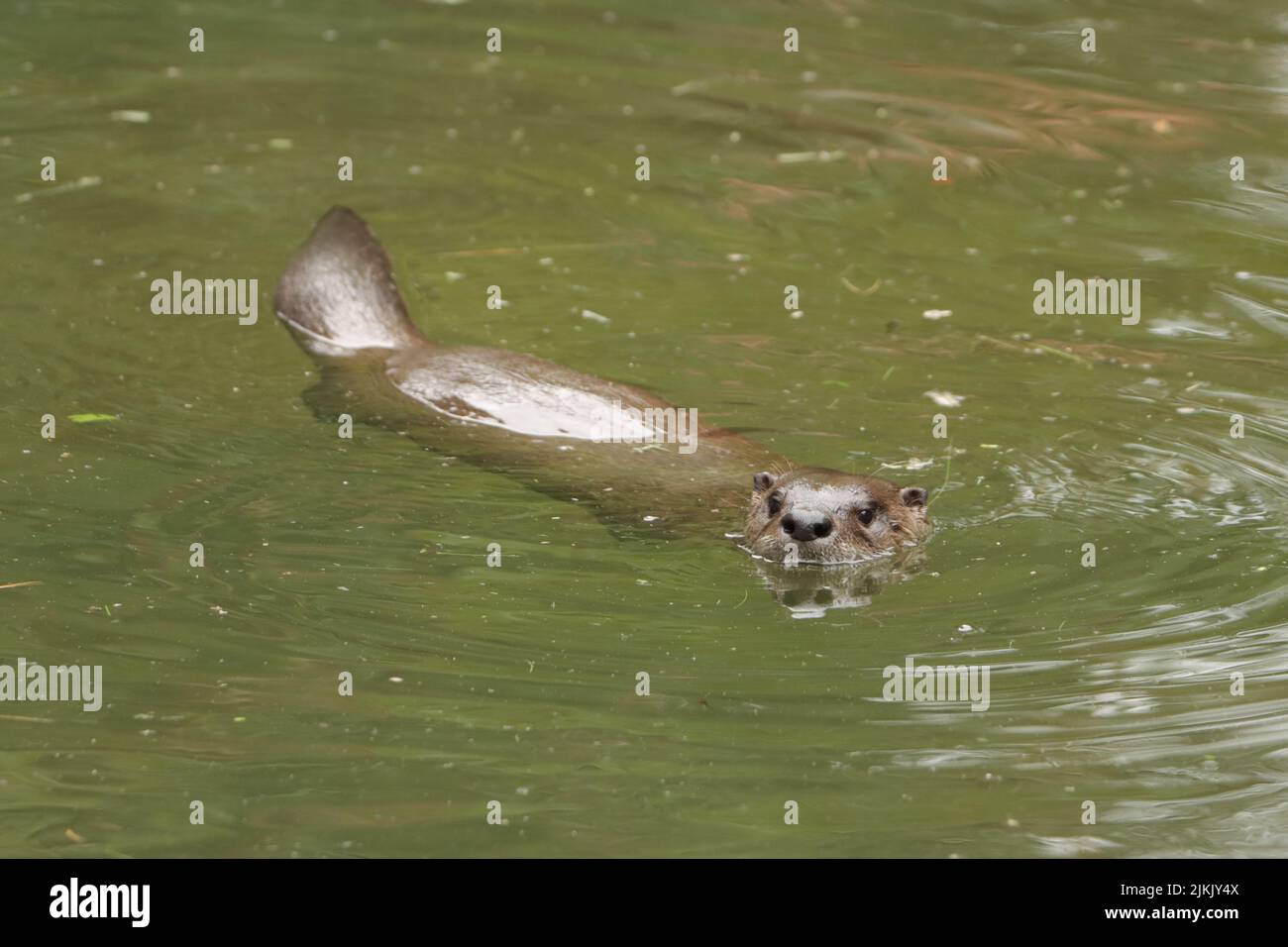 Swimming beaver underwater hi-res stock photography and images - Alamy