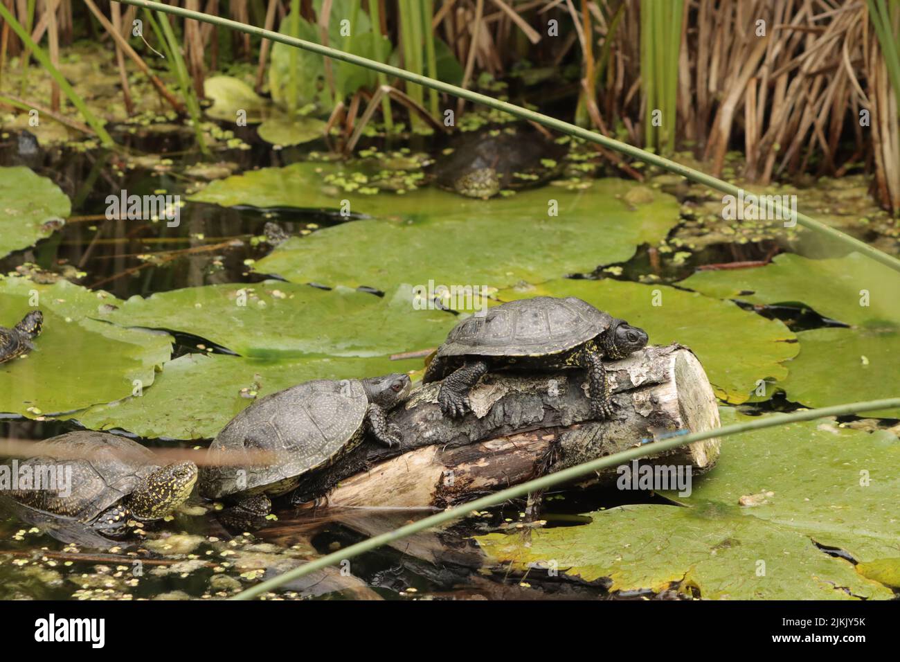 Turtles design hi-res stock photography and images - Alamy