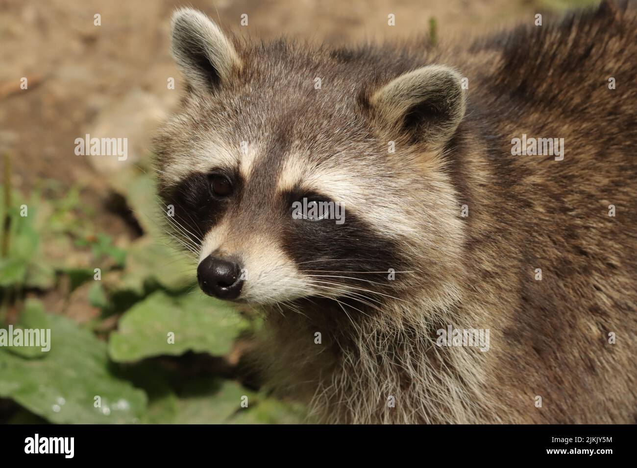 Raccoon background hi-res stock photography and images - Alamy