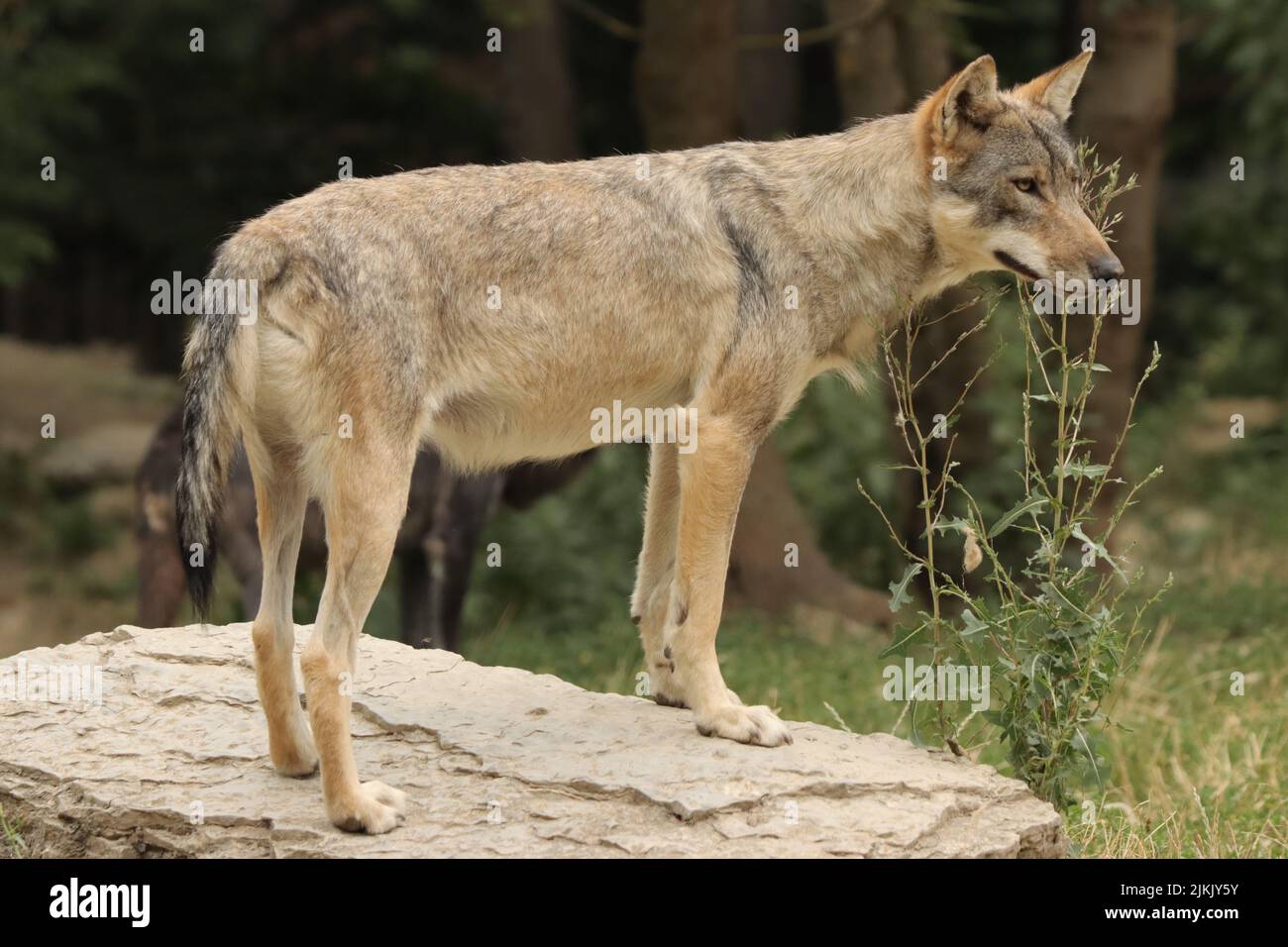 A closeup of a Northwestern wolf standing on a rock against green trees ...