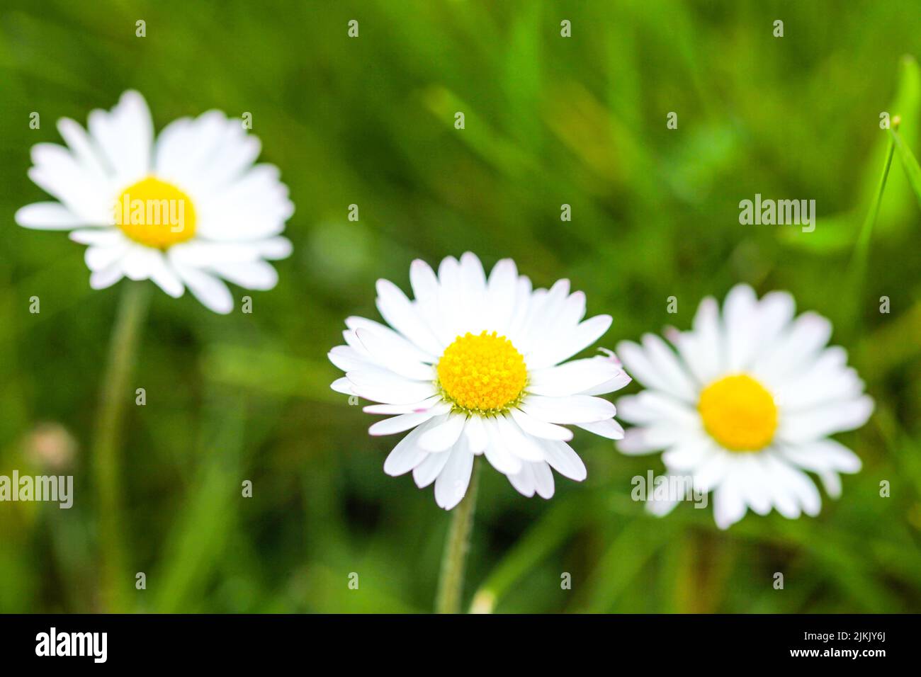 Daisies in the garden Stock Photo - Alamy