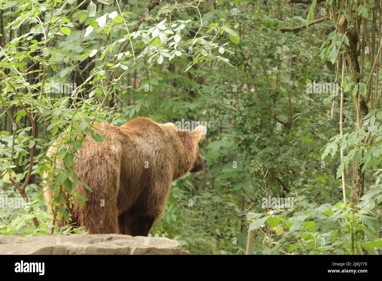 Grizzly bear head shot hi-res stock photography and images - Alamy