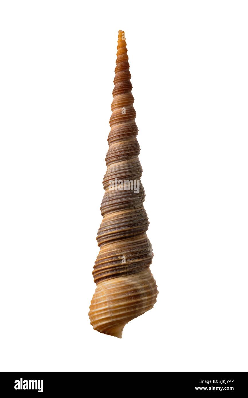 Cone shaped shell hi-res stock photography and images - Alamy