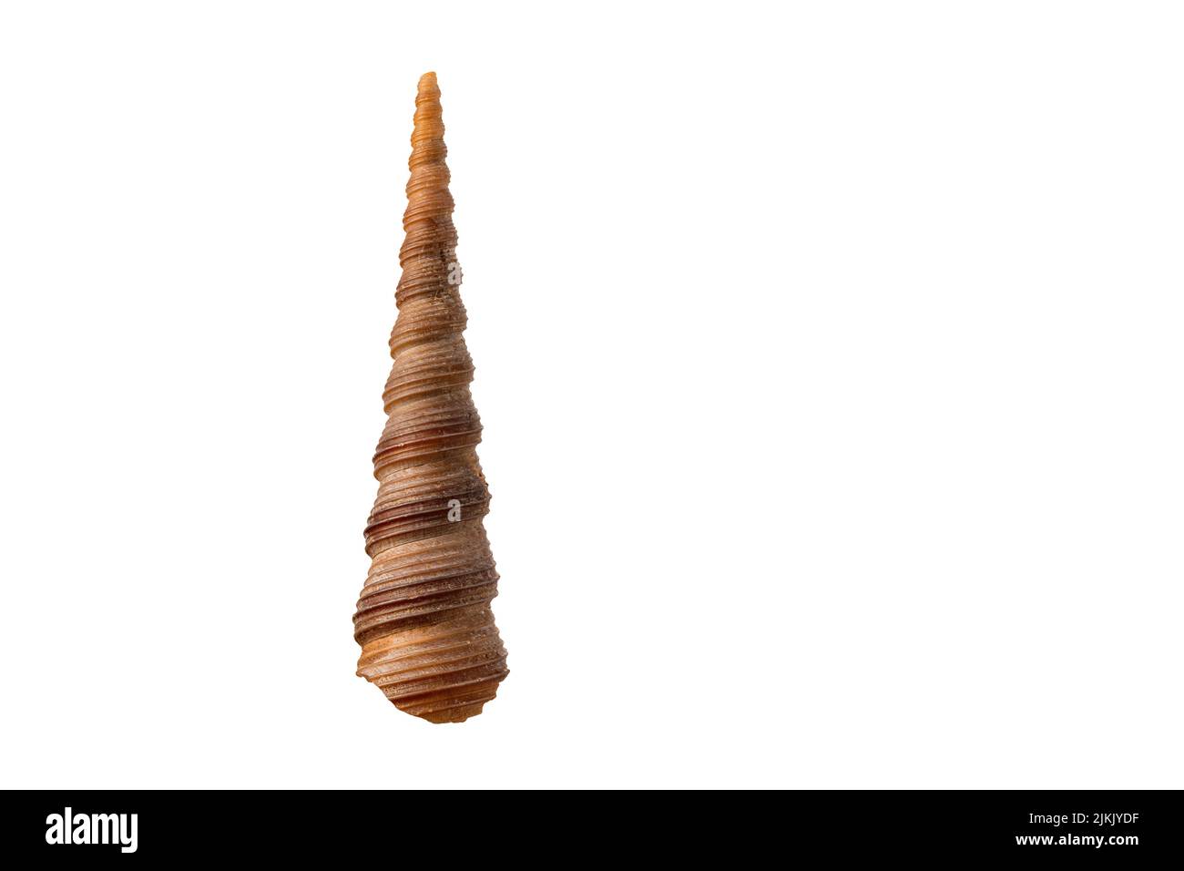 An isolated shot of a long cone-shaped shell on a white background Stock Photo - Alamy