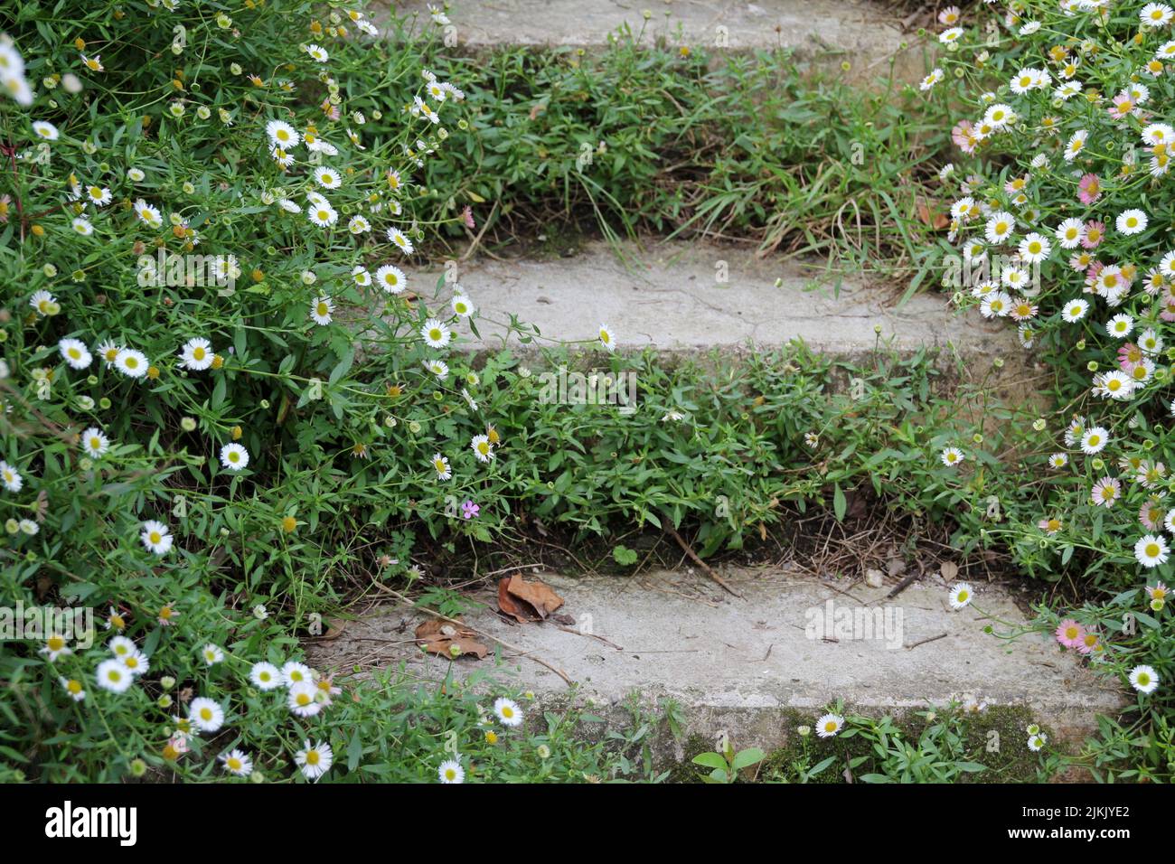 A stone stairway covered with grass and chamomile flowers in the forest ...