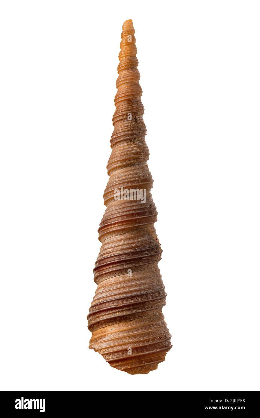 Cone shaped shell hi-res stock photography and images - Alamy