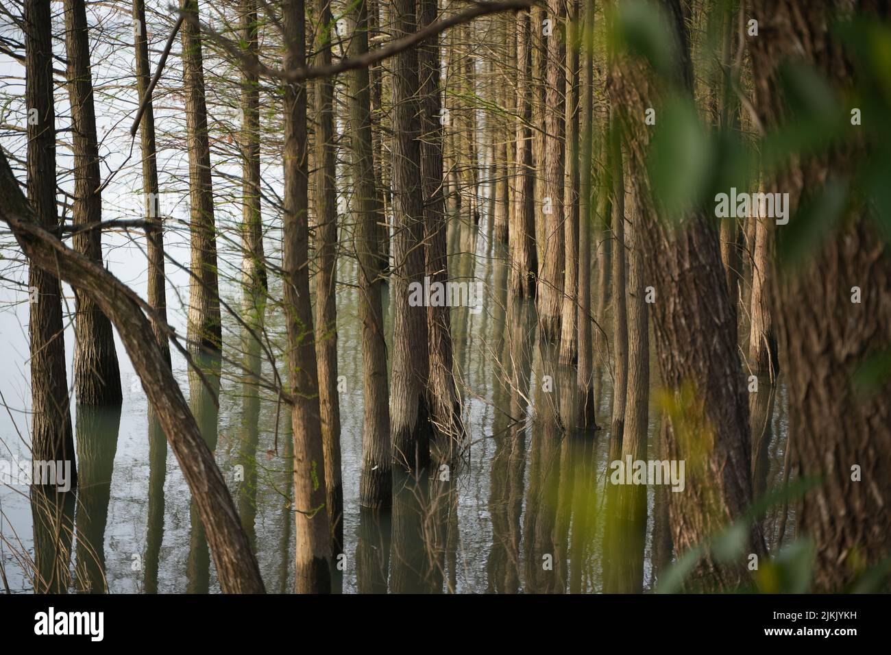 A photo of tall tree trunks in a forest Stock Photo - Alamy