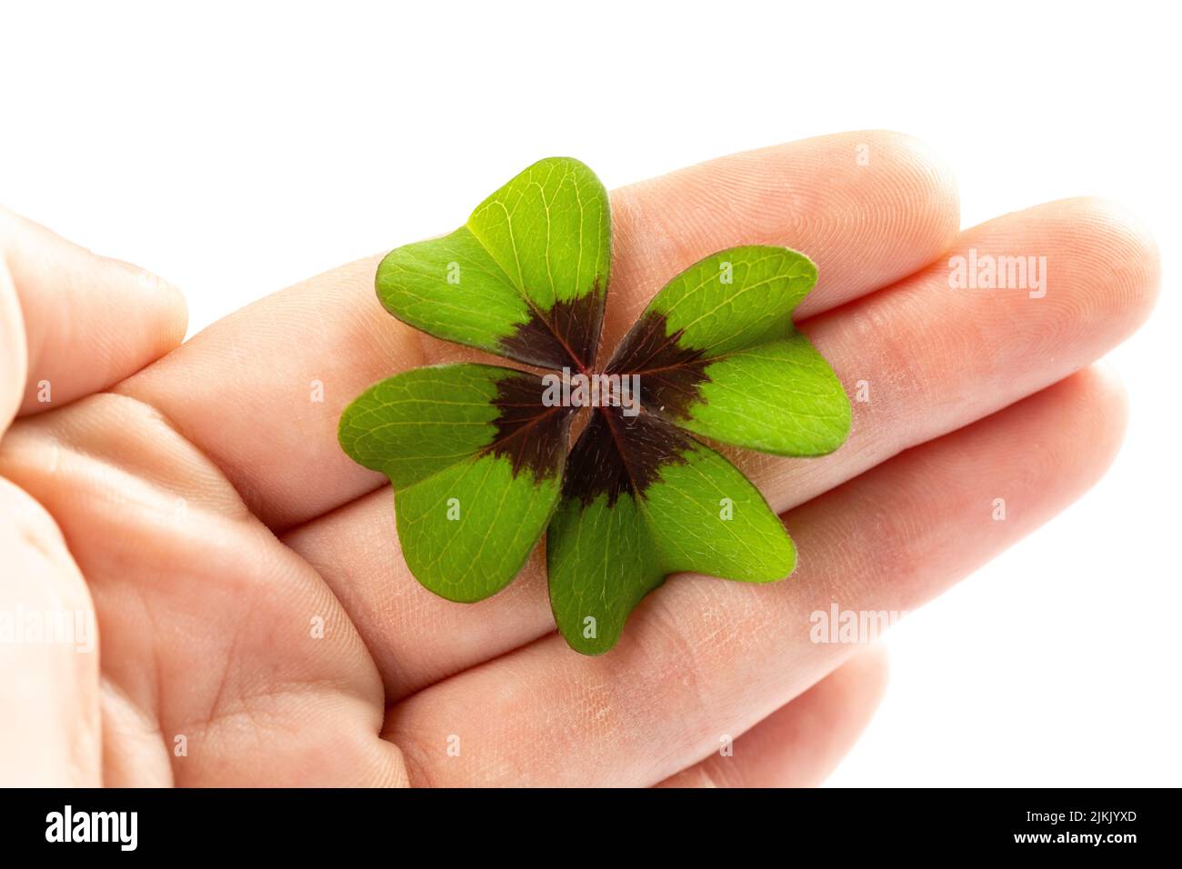 holding a green clover sign for luck isolated on a white background ...