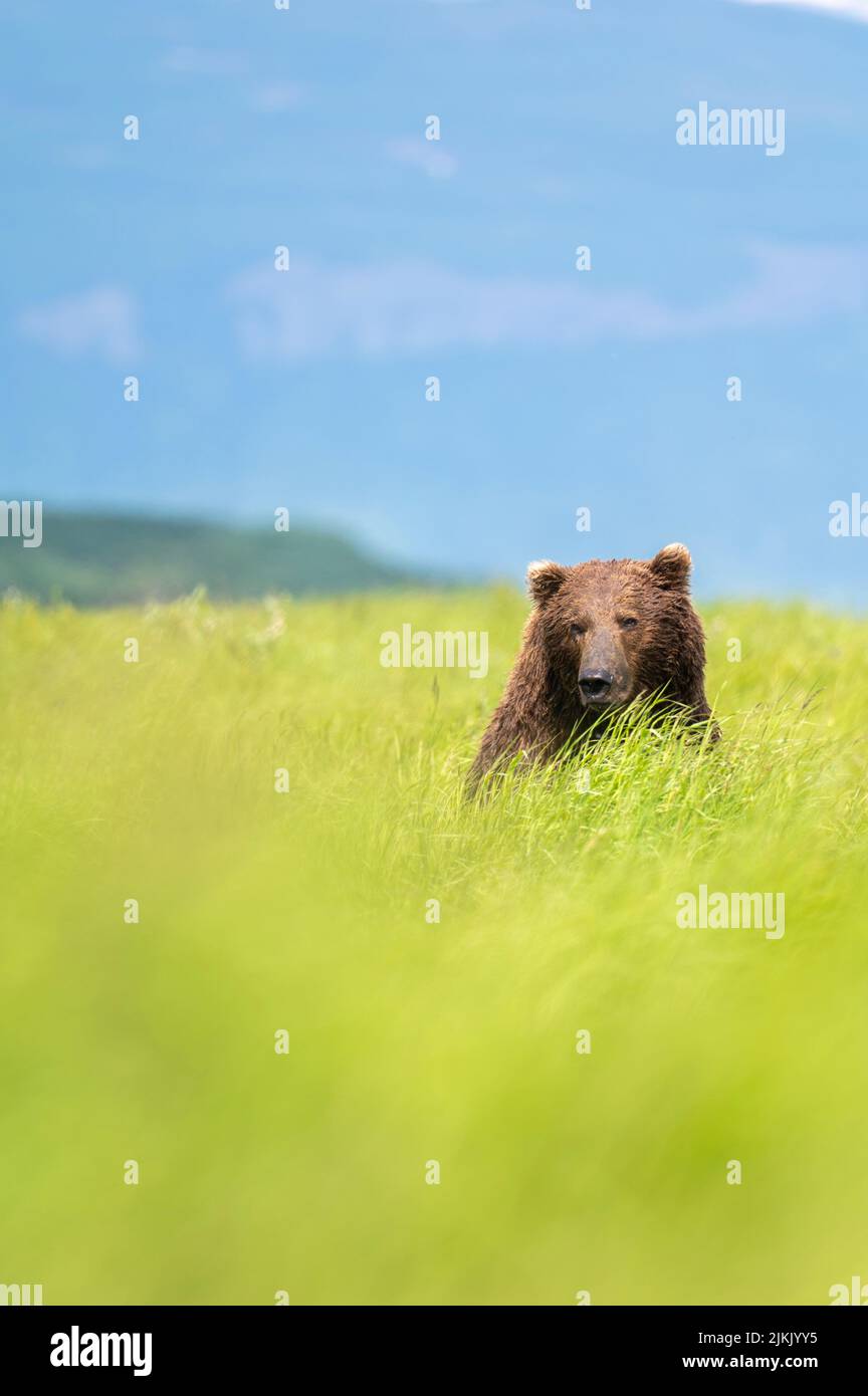 Alaskan brown bear moving along a trail in McNeil River State Game ...