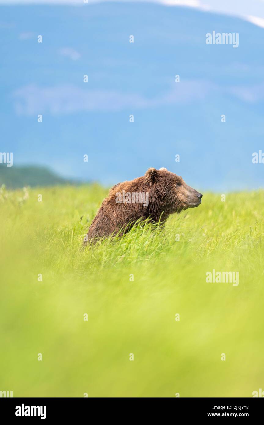 Alaskan brown bear moving along a trail in McNeil River State Game ...