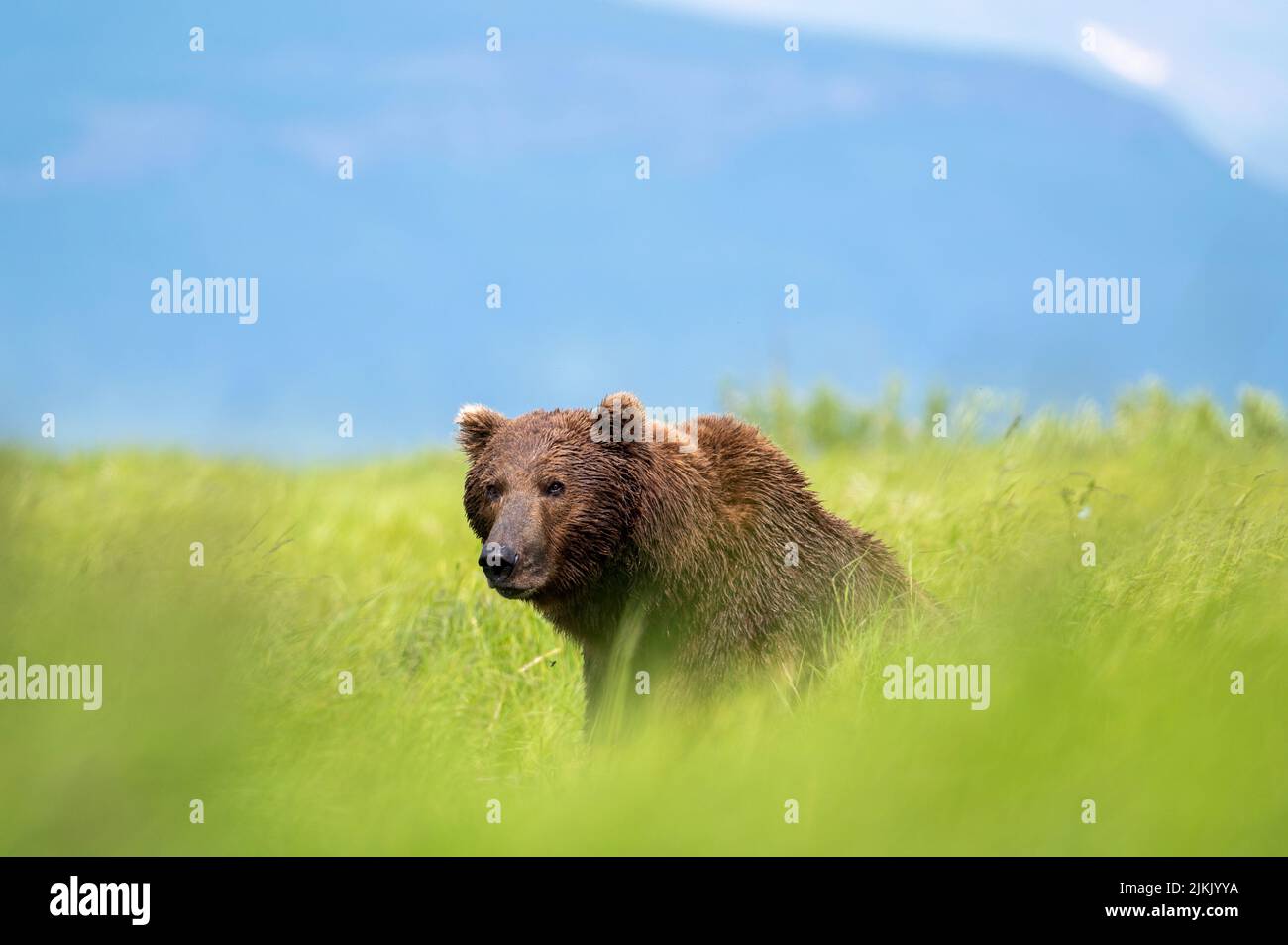 Alaskan brown bear moving along a trail in McNeil River State Game ...