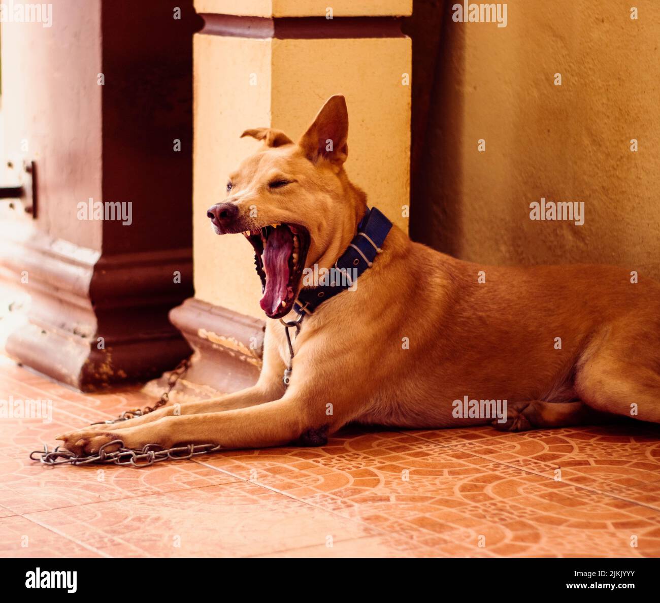 A portrait of a brown dog yawning inside of a house Stock Photo - Alamy