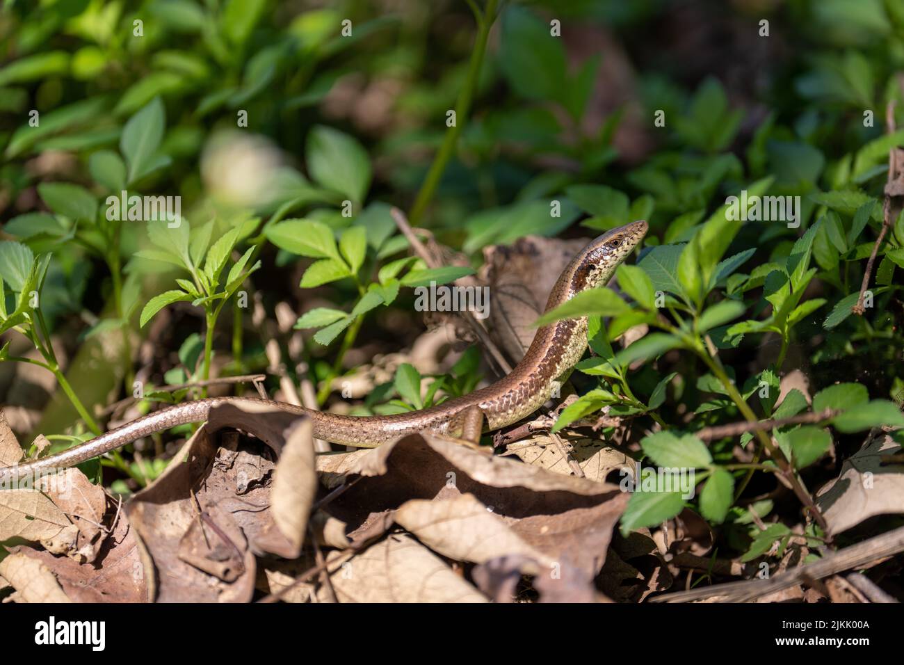 Penny lizard hi-res stock photography and images - Alamy