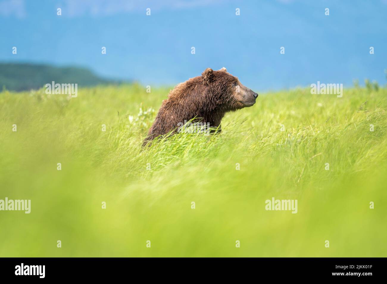 Alaskan brown bear moving along a trail in McNeil River State Game ...