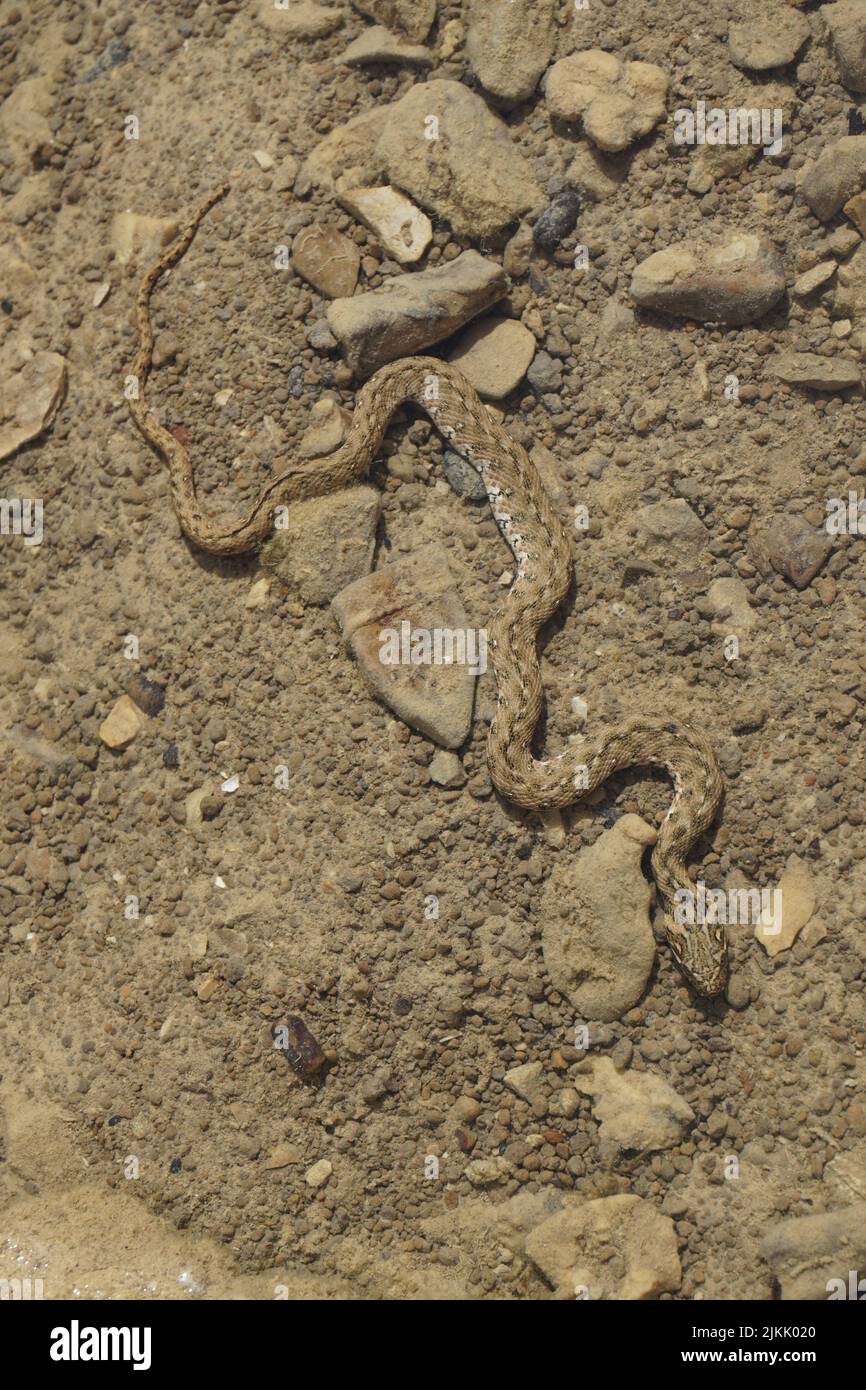 Viperine snake hi-res stock photography and images - Alamy