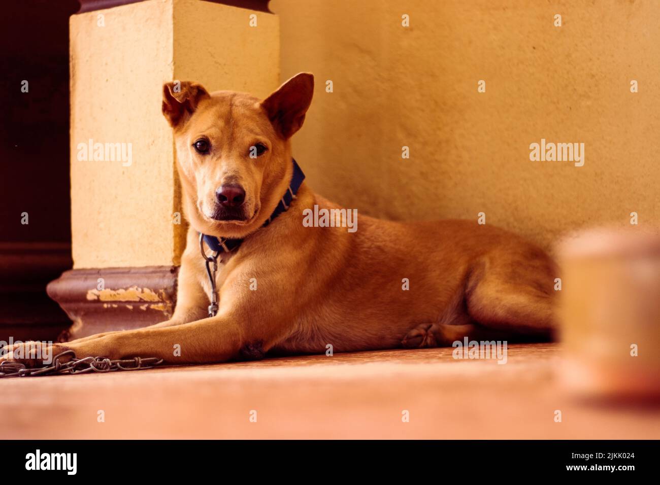 The big dog house hi-res stock photography and images - Alamy
