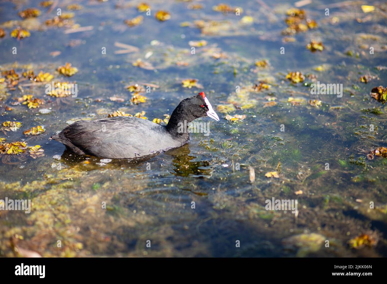 The red-knobbed coot or crested coot Stock Photo - Alamy