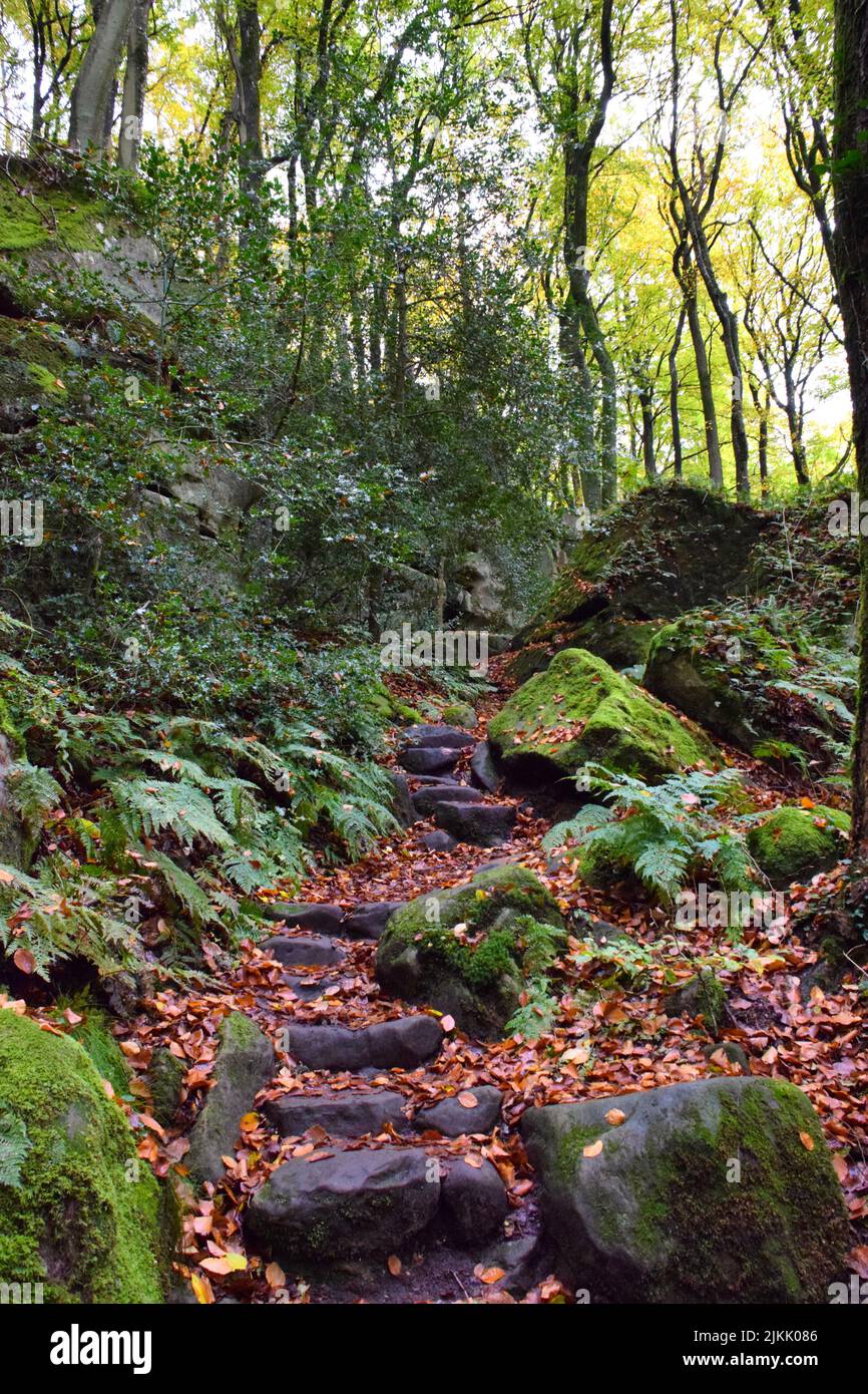 A view of old stairs in a dense forest in Mullerthal, G.H. Luxembourg ...