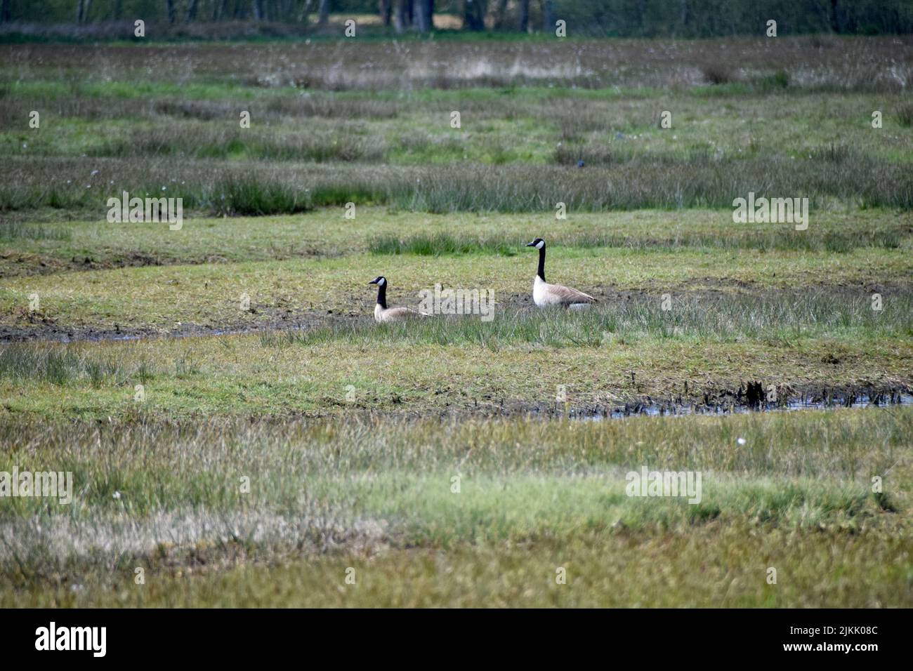 Field of geese hi-res stock photography and images - Alamy