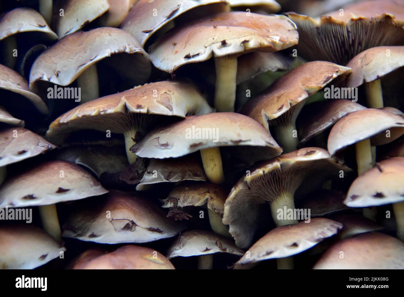 A closeup of many mushrooms Stock Photo - Alamy