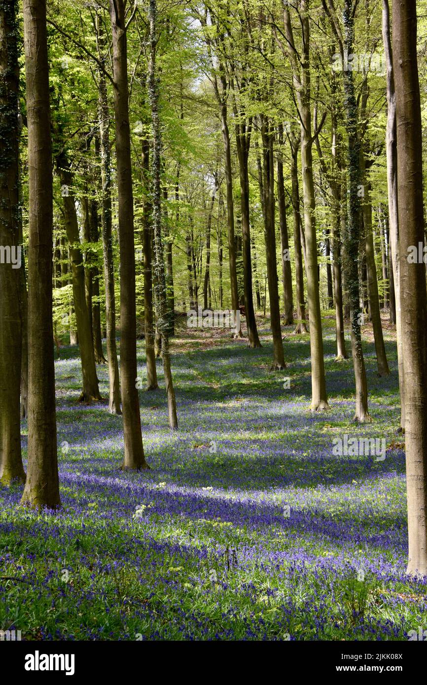 A beautiful field of forest hyacinth on a sunny morning Stock Photo - Alamy