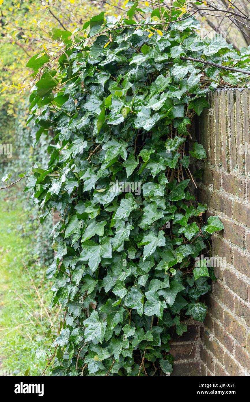 A vertical shot of ivy growing on a brick wall Stock Photo - Alamy