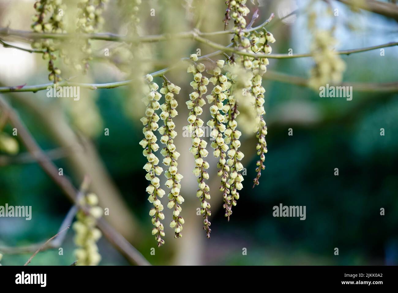 Stachyurus spring hi-res stock photography and images - Alamy