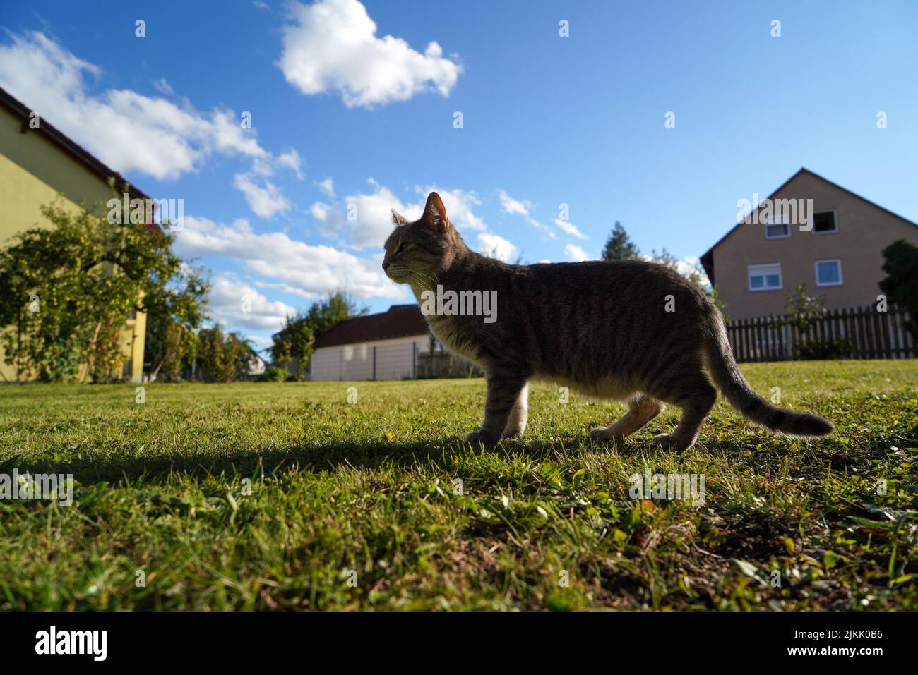 Cat standing backyard hi-res stock photography and images - Alamy