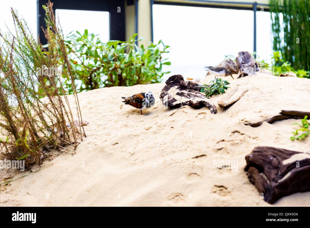 How to make a terrarium hi-res stock photography and images - Alamy