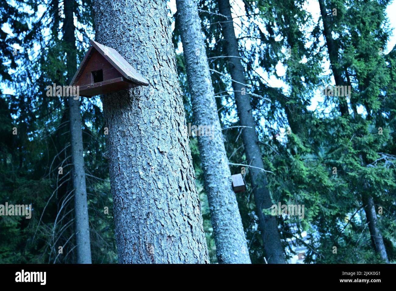 Forest tree house jungle hi-res stock photography and images - Alamy