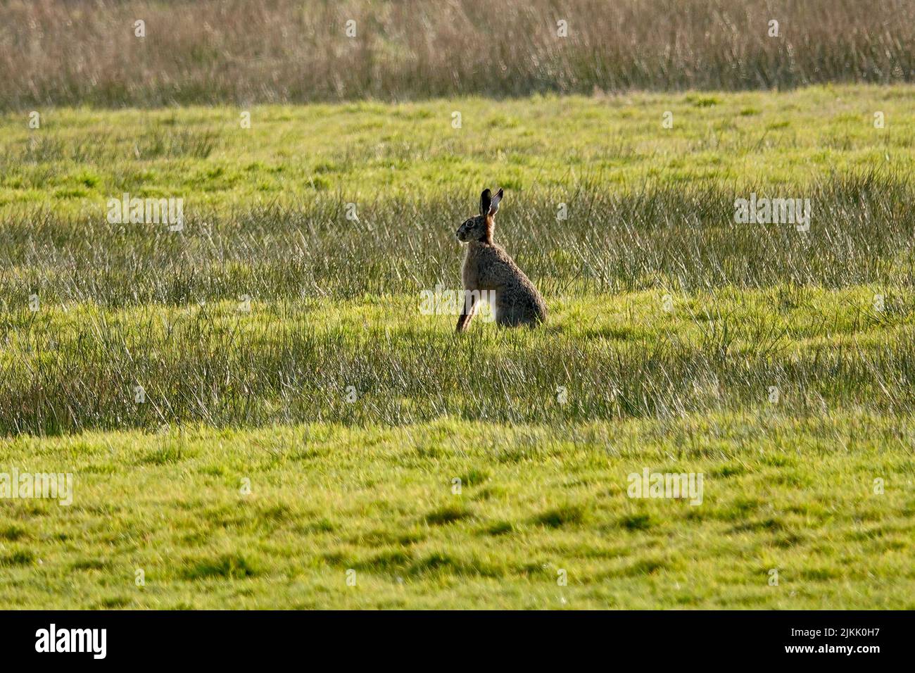 Field hare hi-res stock photography and images - Alamy
