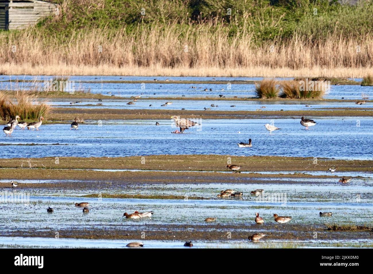 Birds of the netherlands hi-res stock photography and images - Alamy