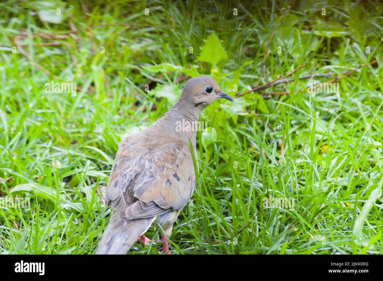 A closeup shot of a brown turtle dove on a field Stock Photo - Alamy