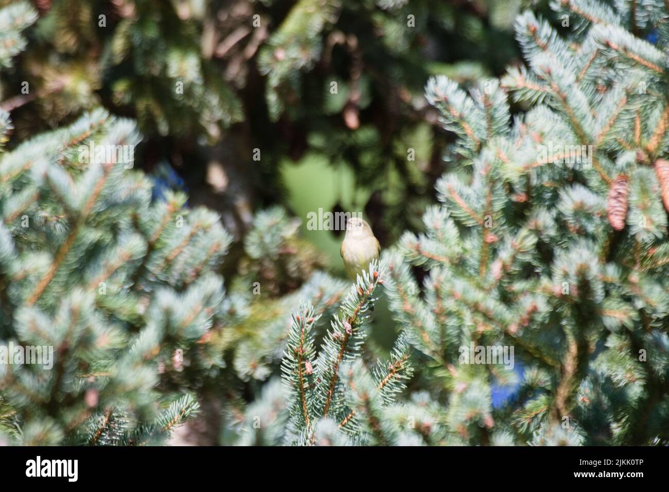 A small Goldcrest bird perched on a pine tree Stock Photo - Alamy