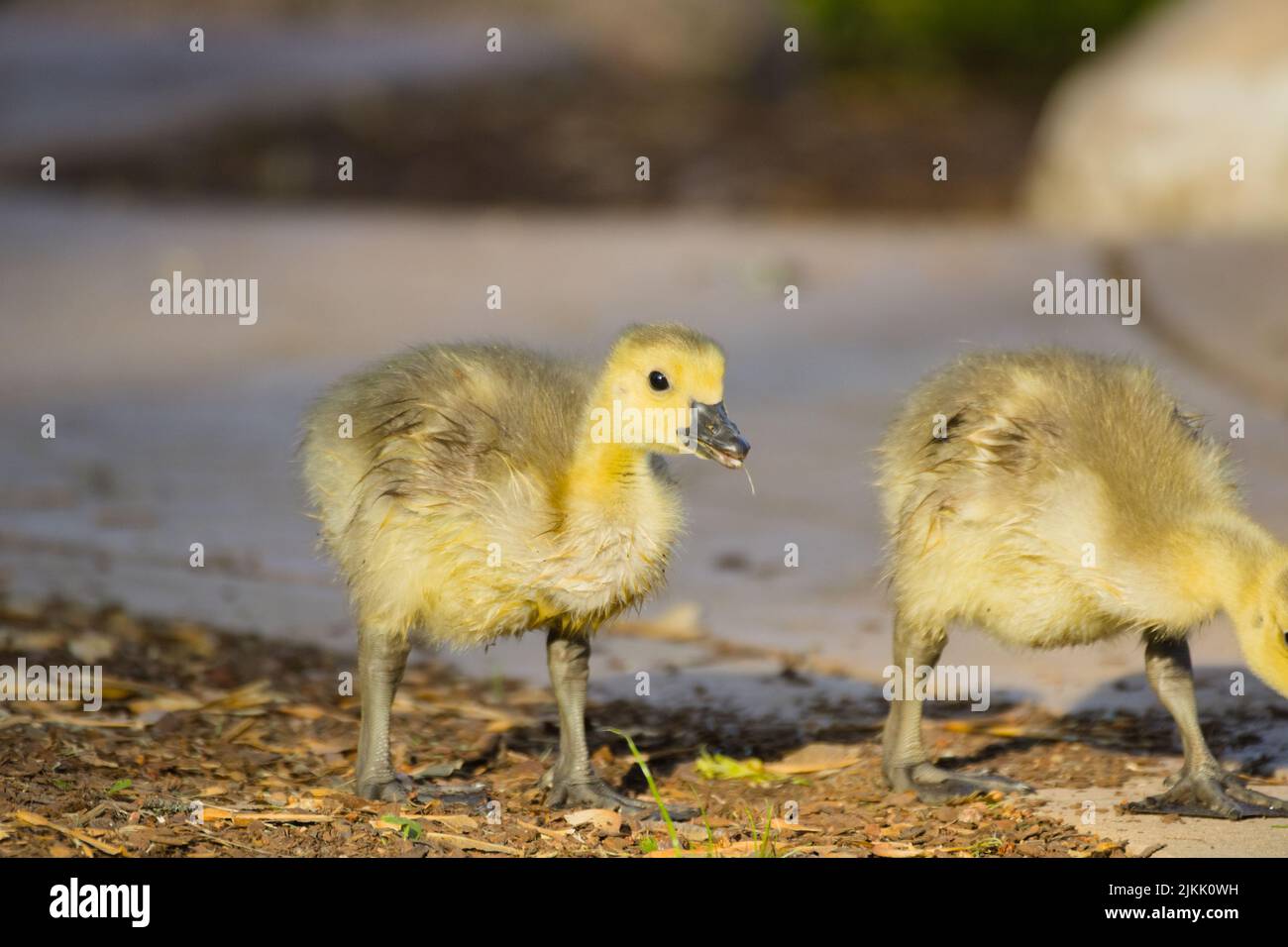 Closeup baby ducks hi-res stock photography and images - Alamy